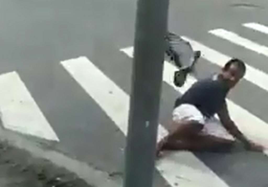 Pomba irritada persegue homem após receber carinho; vídeo viraliza