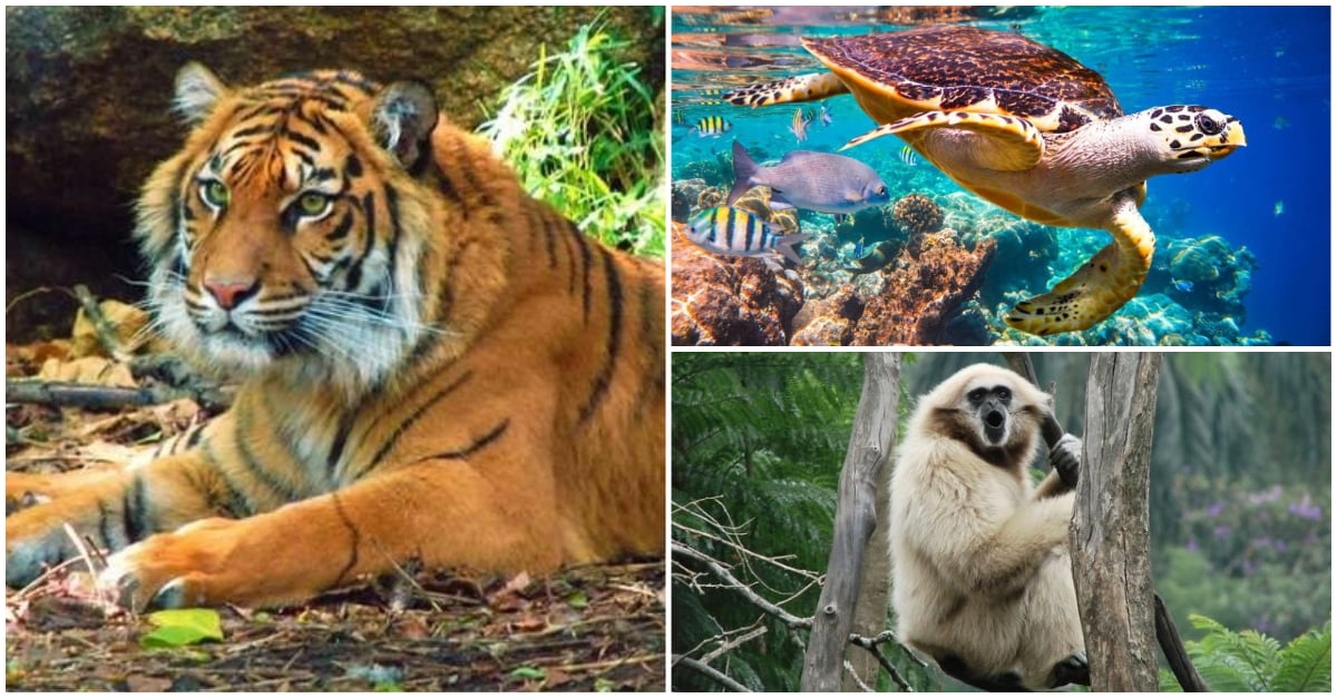 Um milhão de espécies estão ameaçadas de extinção, mostra ONU