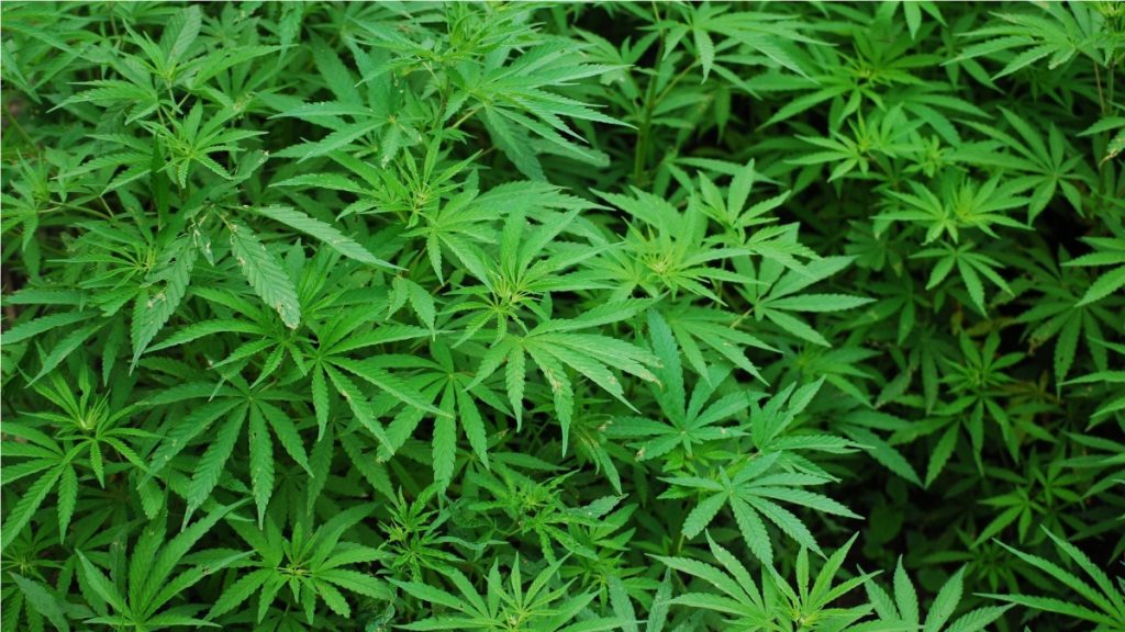 Após escrever carta, assassino de gari em BH muda de ideia e destitui ...