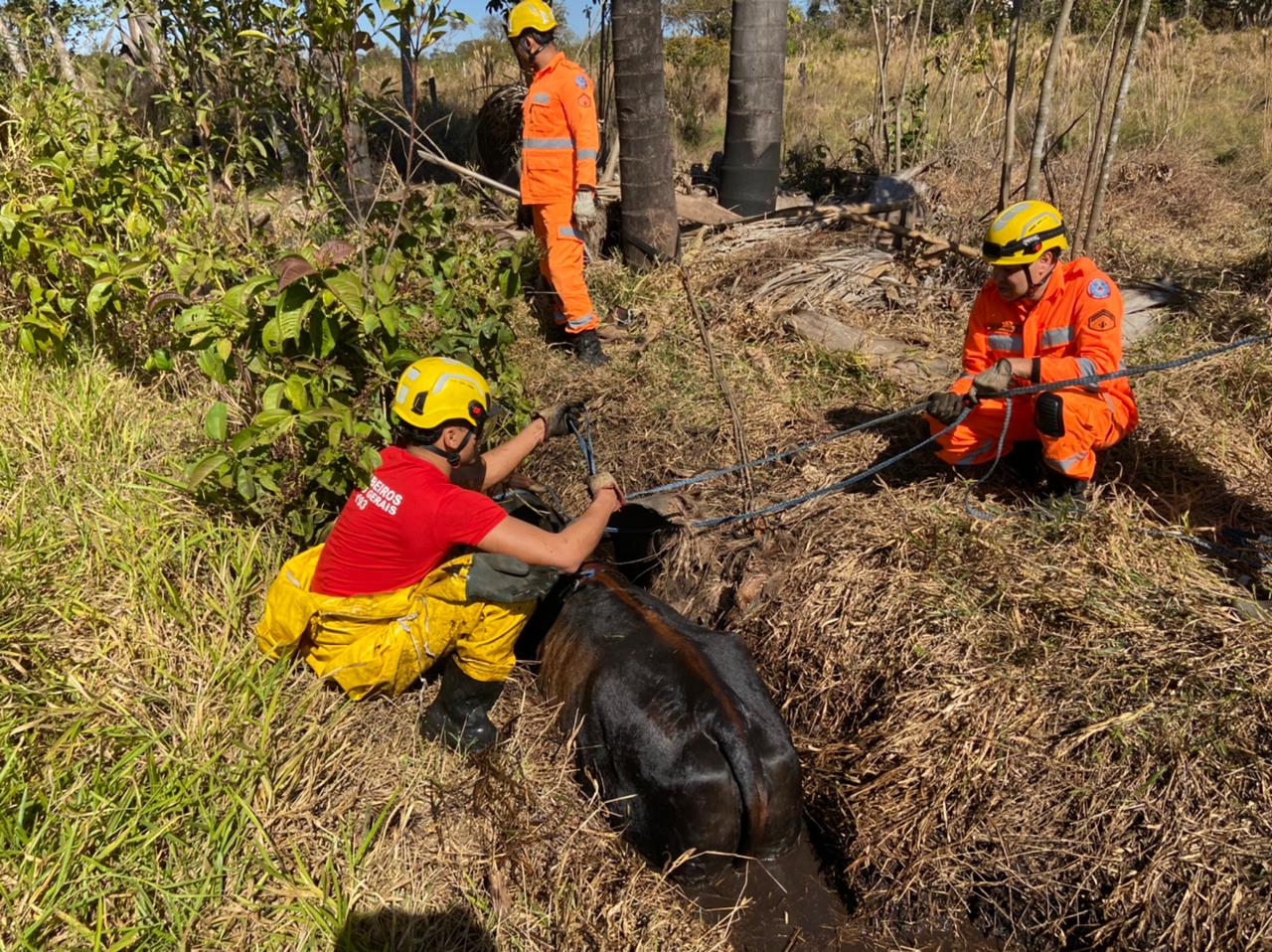 Vaca 'vai para o brejo' em Minas e resgate dura mais de 4h