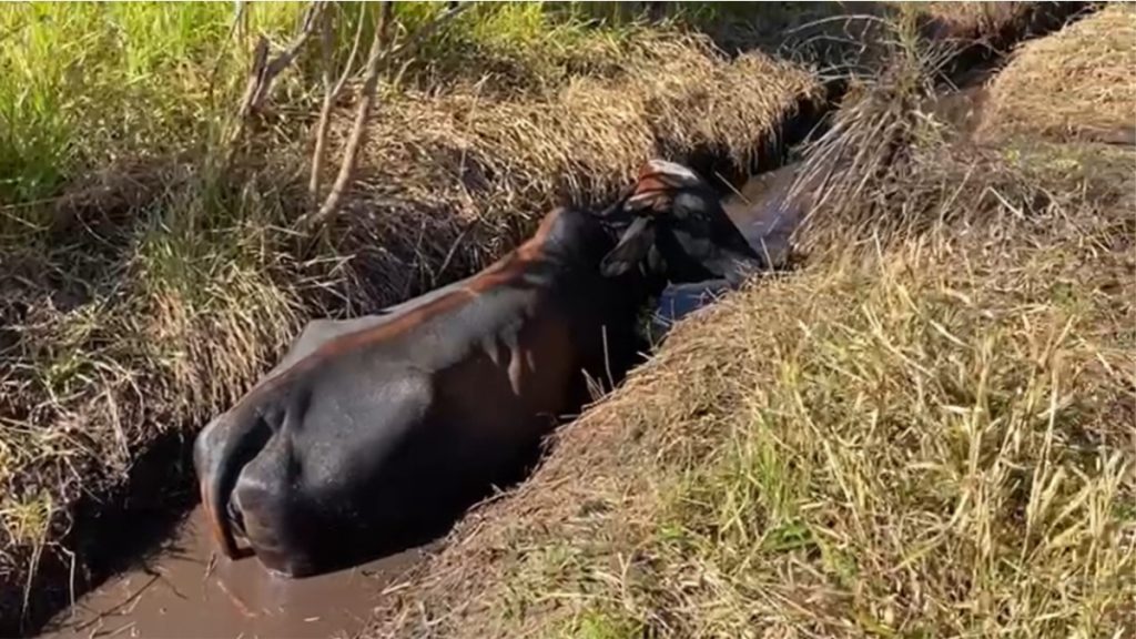 Vaca 'vai para o brejo' em Minas e resgate dura mais de 4h