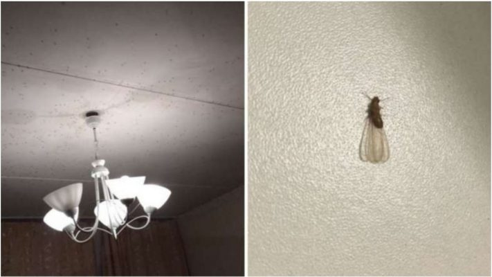 'Bichinhos de luz' começam a aparecer e despertam dúvidas