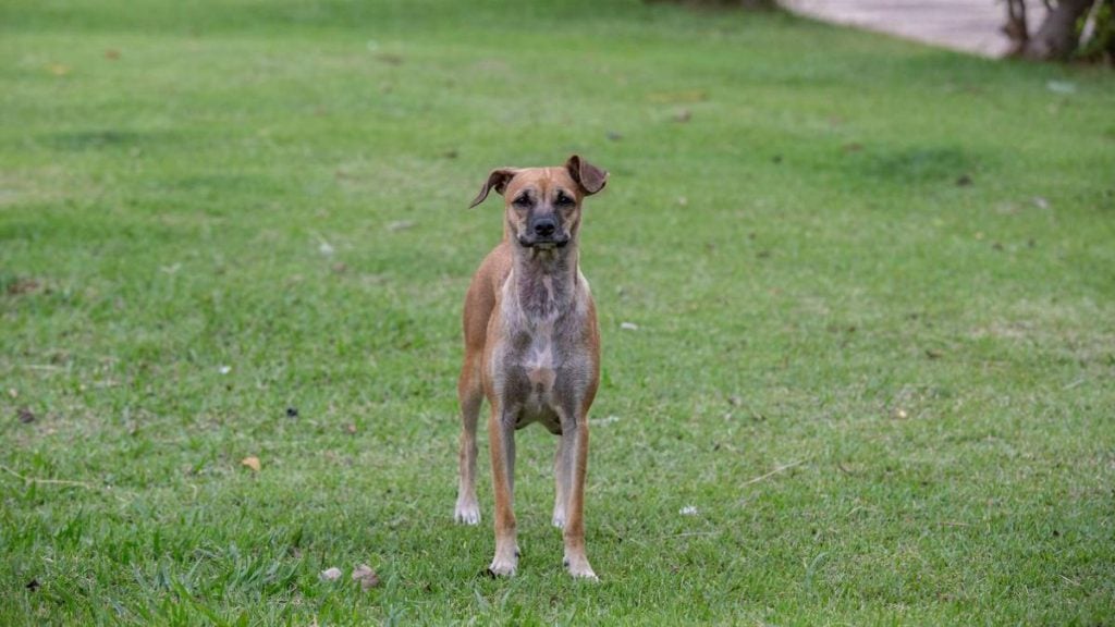Mineiros ganham o direito de fornecer água e alimento para animais na rua