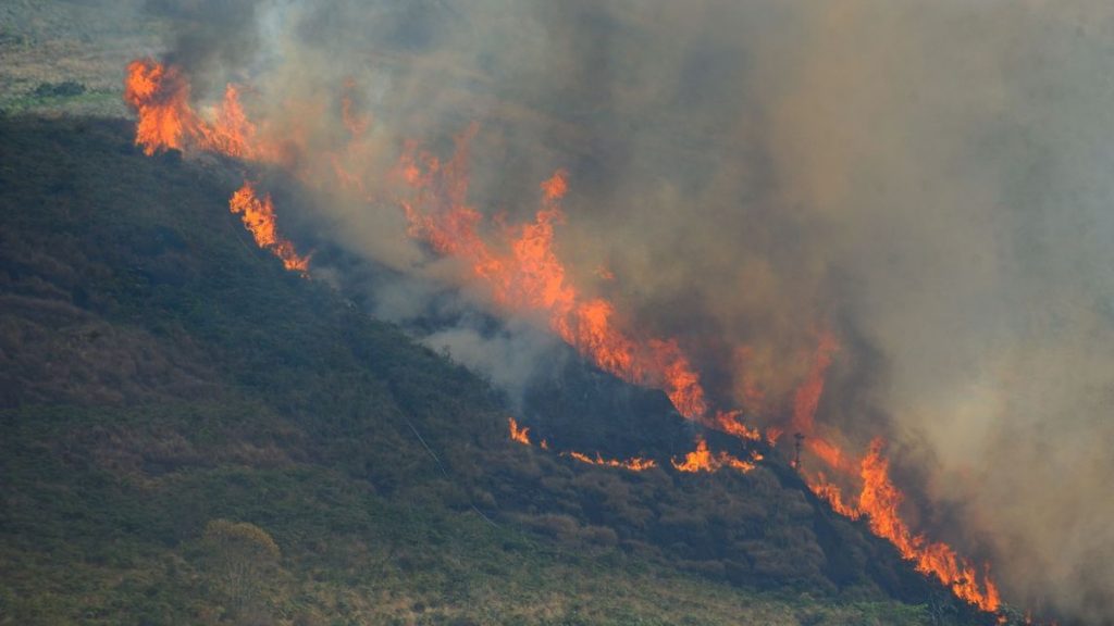 Queimadas já impactaram 90% das espécies da Amazônia, mostra estudo