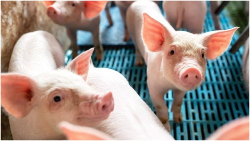 Rim de porco em humano? Cientistas testam transplante com sucesso