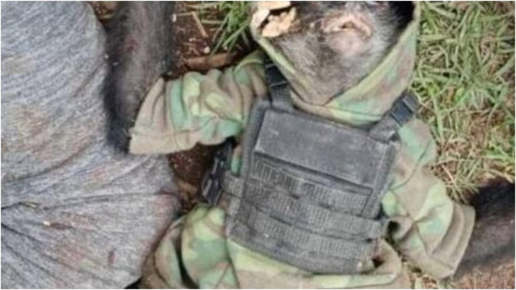 Macaco vestido com colete à prova de balas morre em tiroteio no México