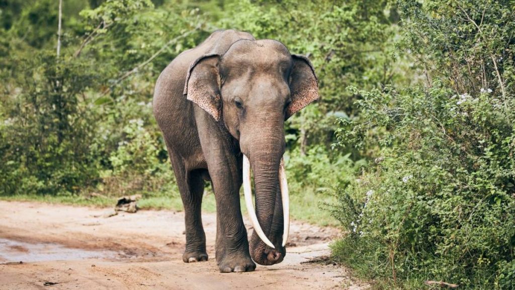 Elefante mata idosa e volta para pisotear cadáver em funeral na Índia