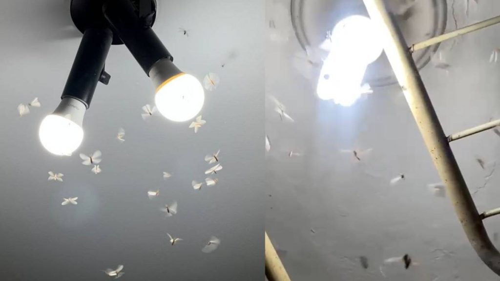 Mosquito de luz: Veja o que fazer quando casa enche de bichinhos