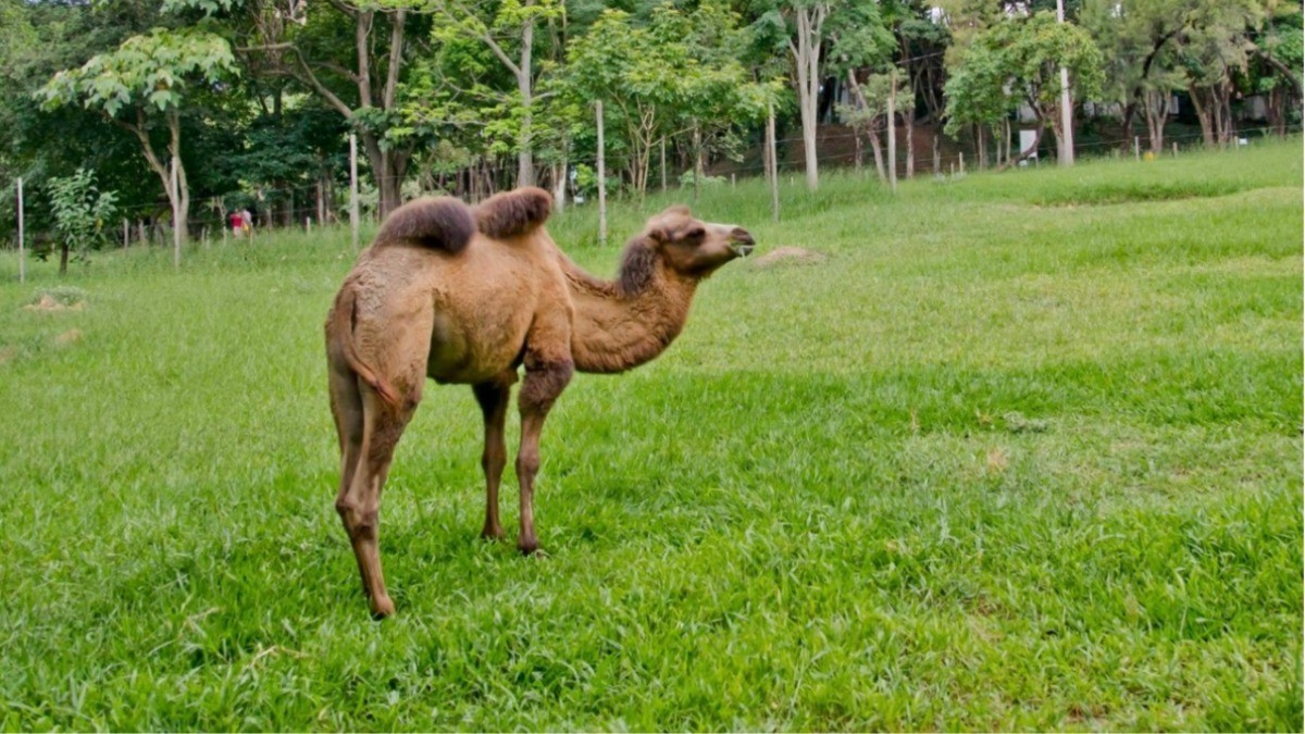 Nataline, camelo fêmea do zoológico de BH, morre aos 9 anos