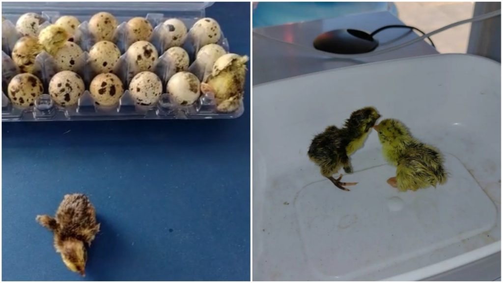 Codornas nascem em pente de ovos de mercado do Piauí