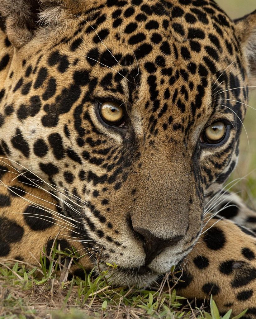 Antes da Copa, Richarlison adotou uma onça-pintada no Pantanal