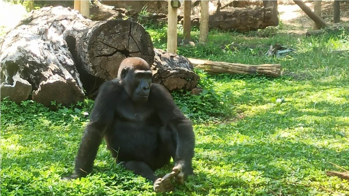 Zoológico de BH: Tudo sobre os jardins, gorilas, aquário e mais