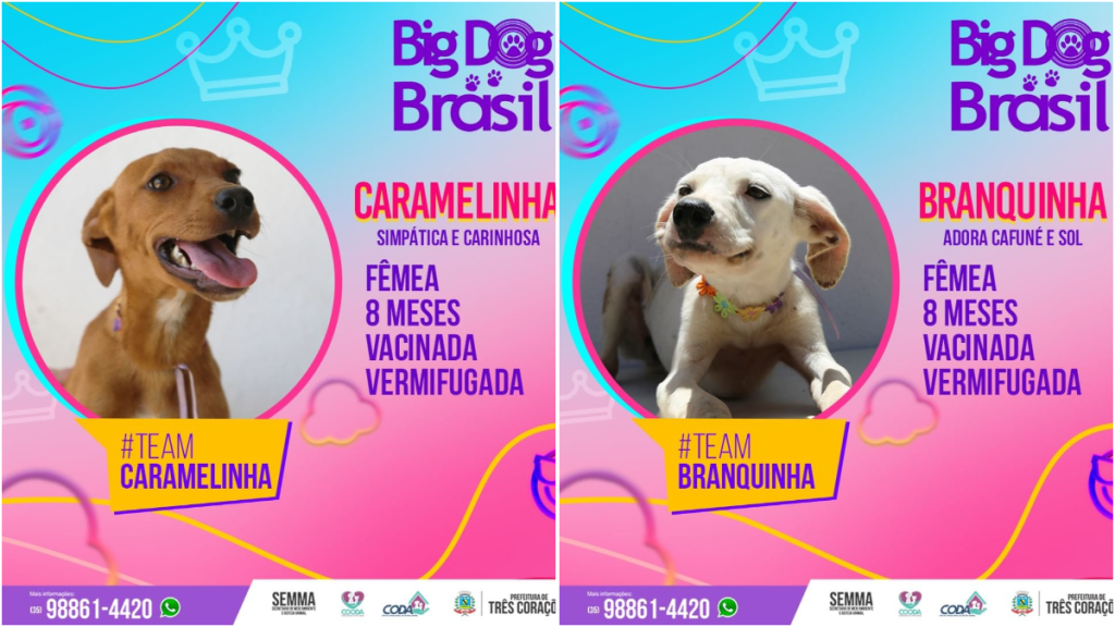 Big Dog Brasil: campanha de adoção de pets é inspirada no BBB