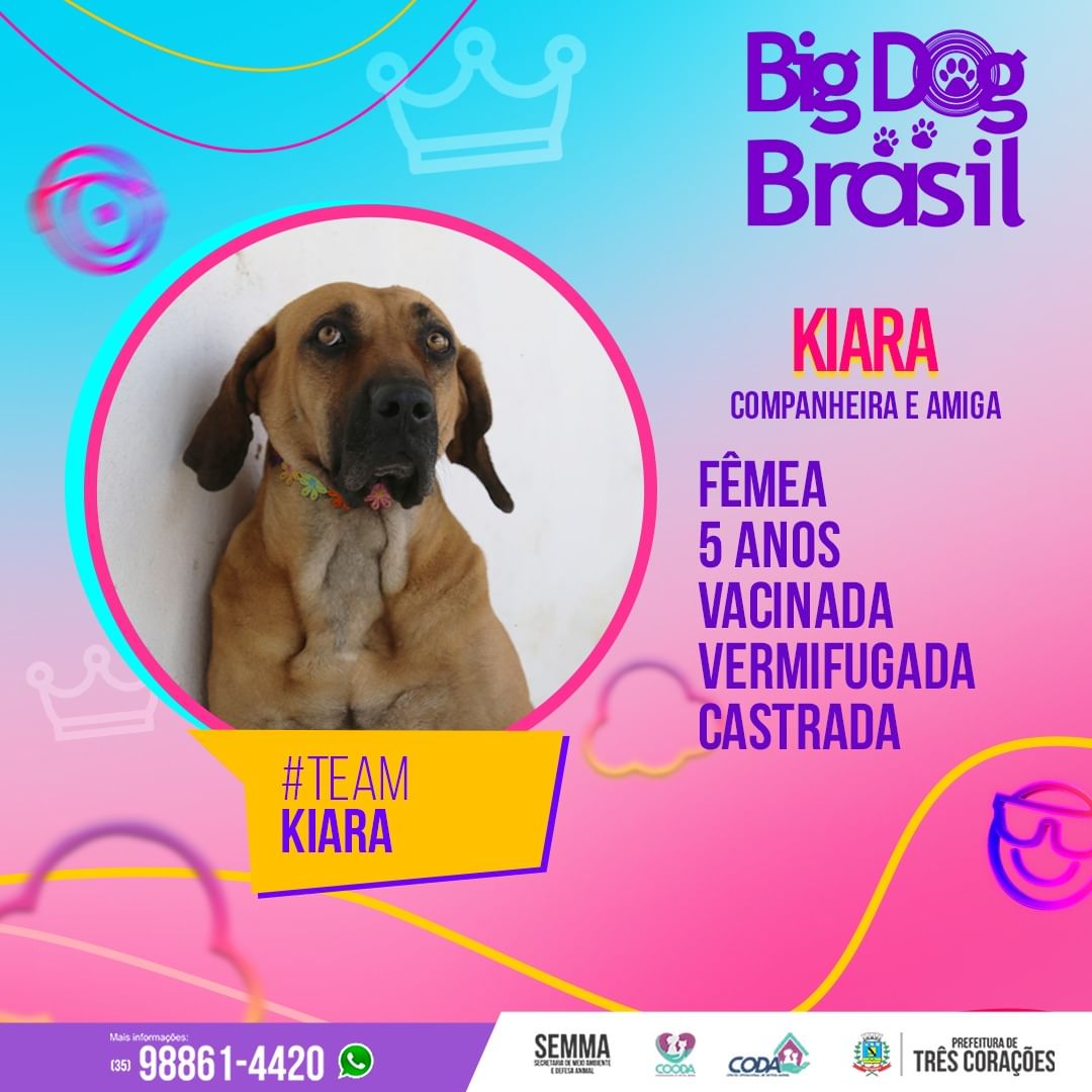 Big Dog Brasil: campanha de adoção de pets é inspirada no BBB
