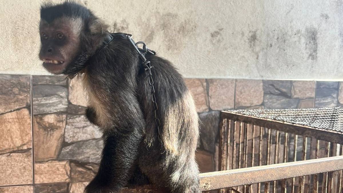 Macaco que andava de jet-ski é resgatado vítima de maus-tratos