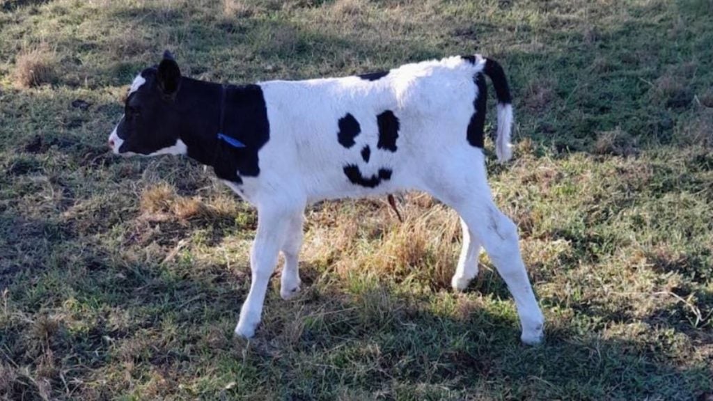 Bezerro nasce com manchas em forma de sorriso e vira atração