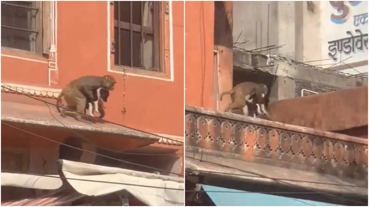 Macaco 'sequestra' cachorro na Índia e imagens viralizam