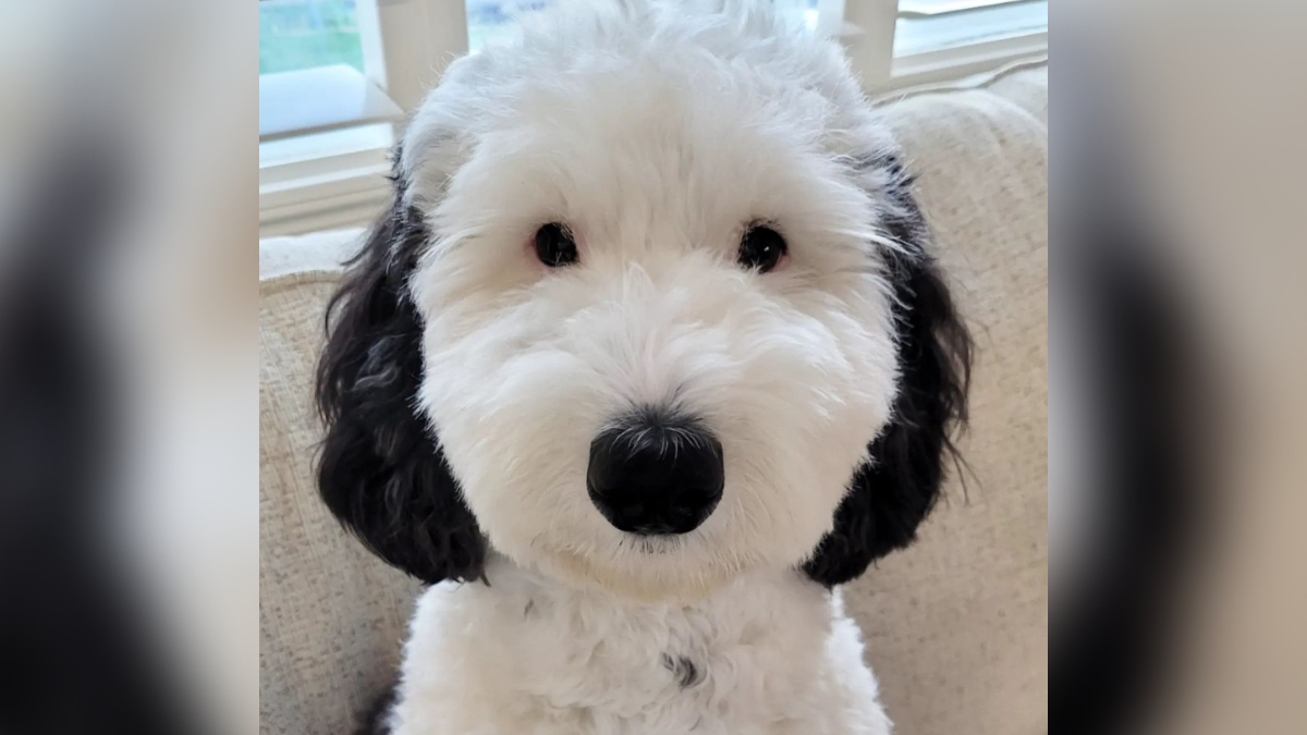 Cãozinho viraliza por ser 'Snoopy da vida real'