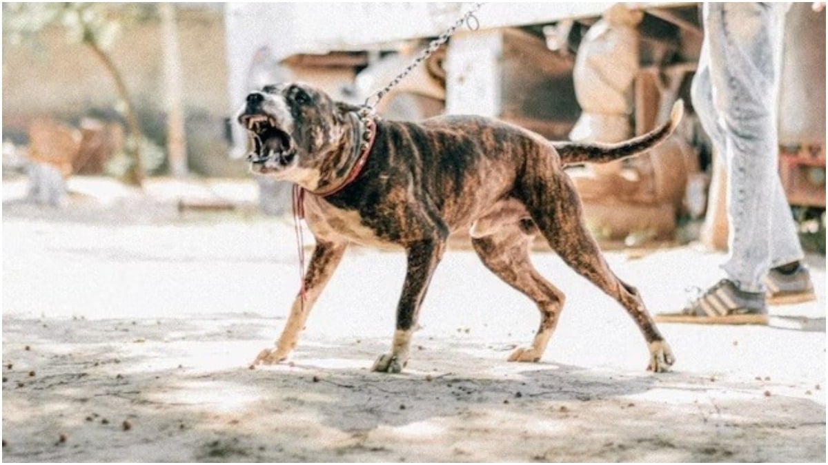 Pitbull ataca e arranca couro cabeludo de criança na Grande BH