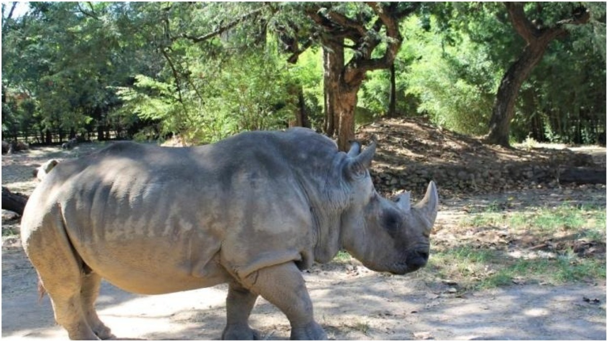 Tem até bolo: Rinoceronte do zoológico de BH completa 53 anos