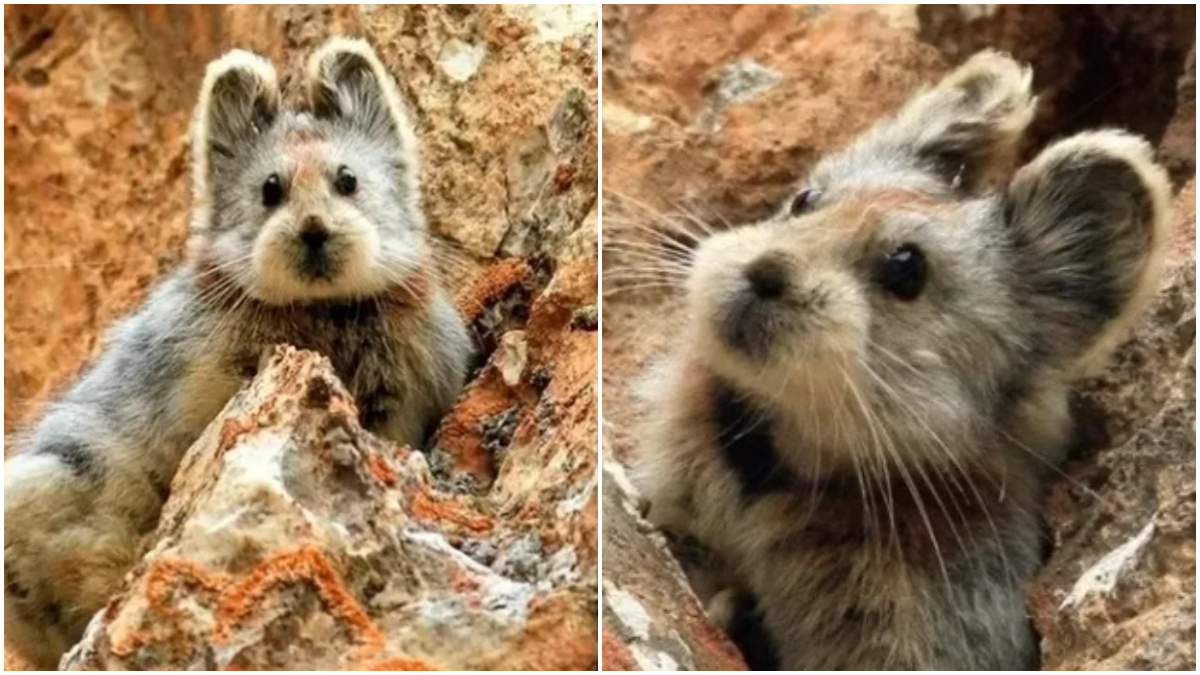 Ameaçado de extinção, Pika de 20 cm desperta a '5ª série'