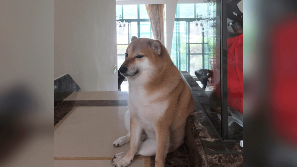 Morre aos 12 anos, Balltze, cachorro que virou meme nas redes