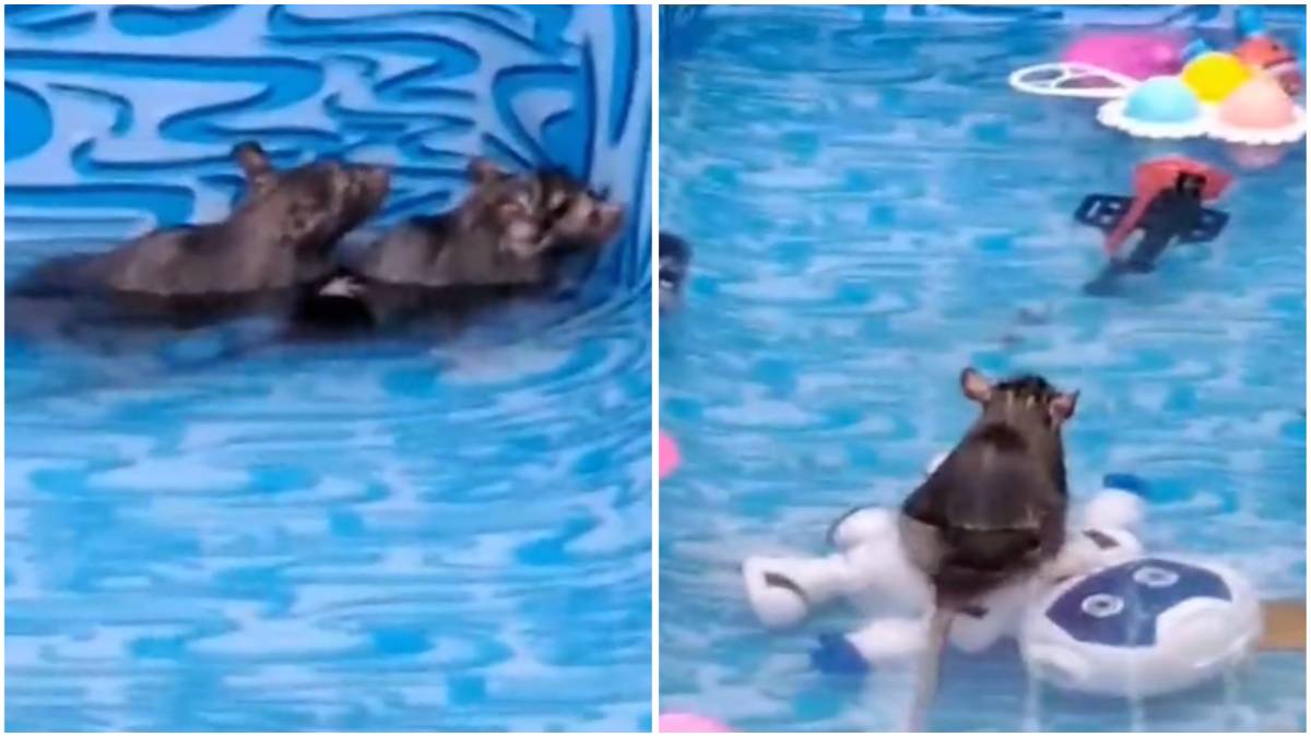 Mãe Flagra Ratos Se Refrescando Em Piscina Dos Filhos
