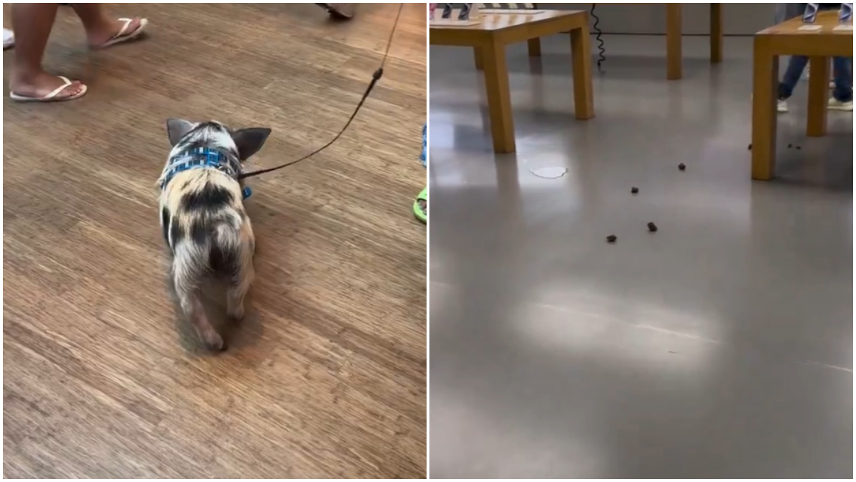 Porco de estimação faz cocô em loja no Rio e dona não limpa