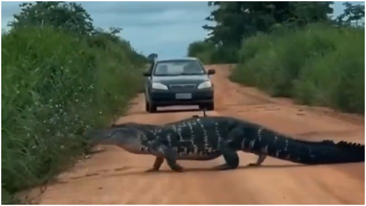 VÍDEO: Jacaré atravessa estrada e impressiona pelo tamanho