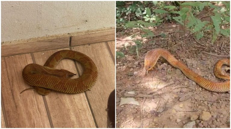 Vídeo: Bombeiros resgatam serpente 'boipeva' em Minas Gerais