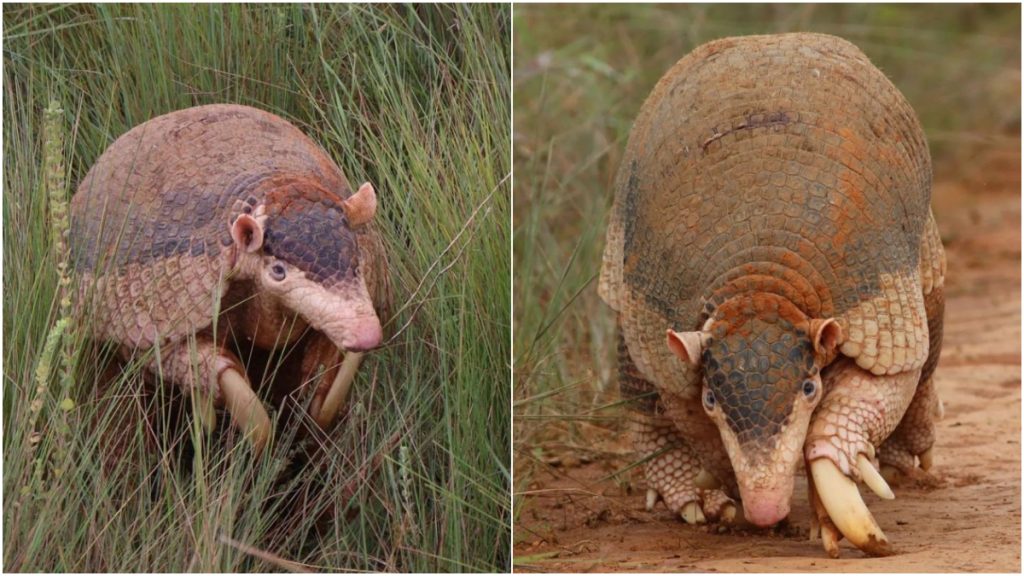 Maior tatu do mundo é visto na Serra da Canastra, em MG