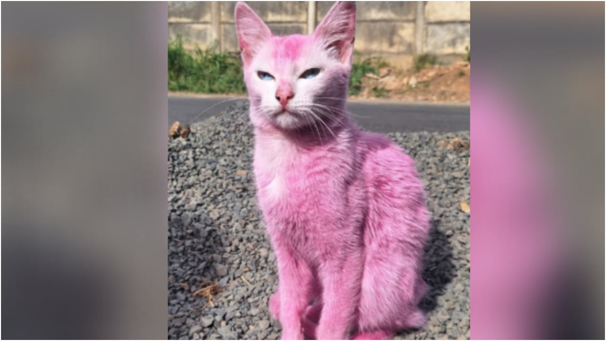 Gata pintada de rosa com tinta para móveis é resgatada em MG
