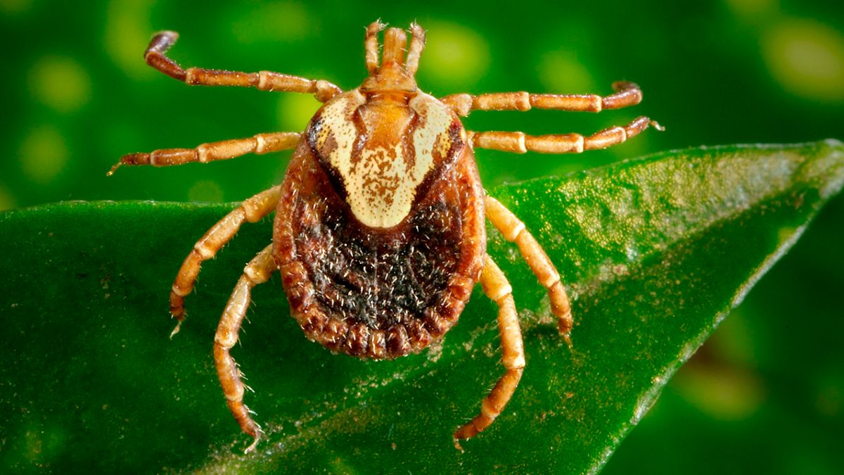 Sexta morte por febre maculosa é confirmada em Minas Gerais