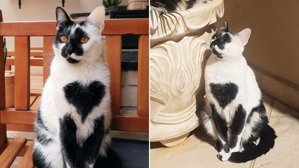 Gato de Lagoa Santa vence concurso do mais bonito no Brasil