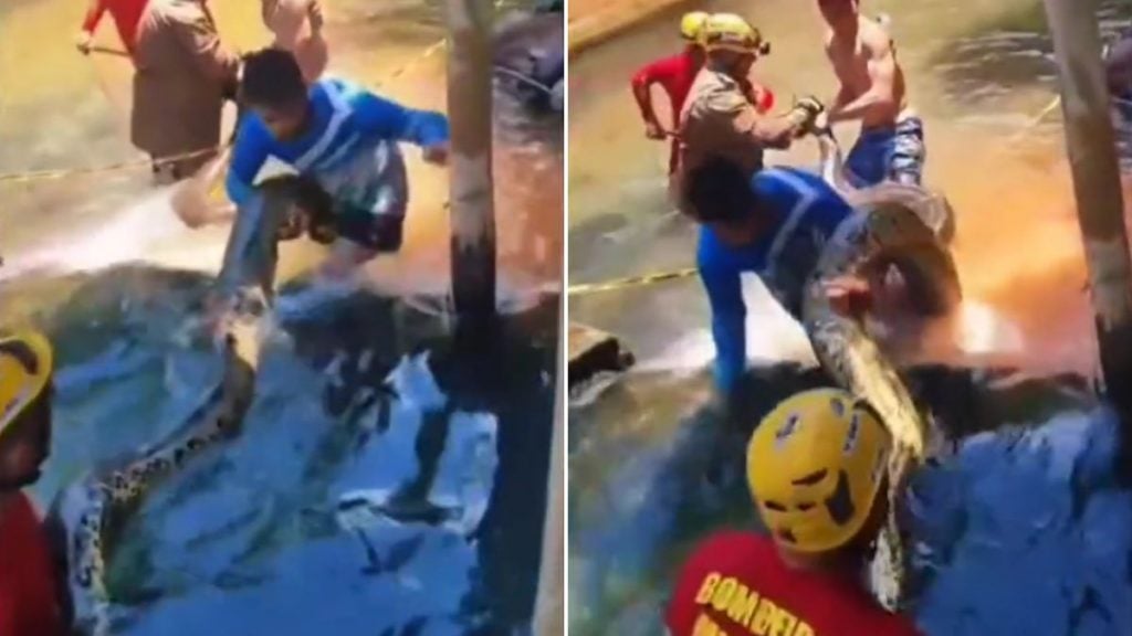 Sucuri de 5 metros é resgatada em hotel de Rio Quente, em Goiás