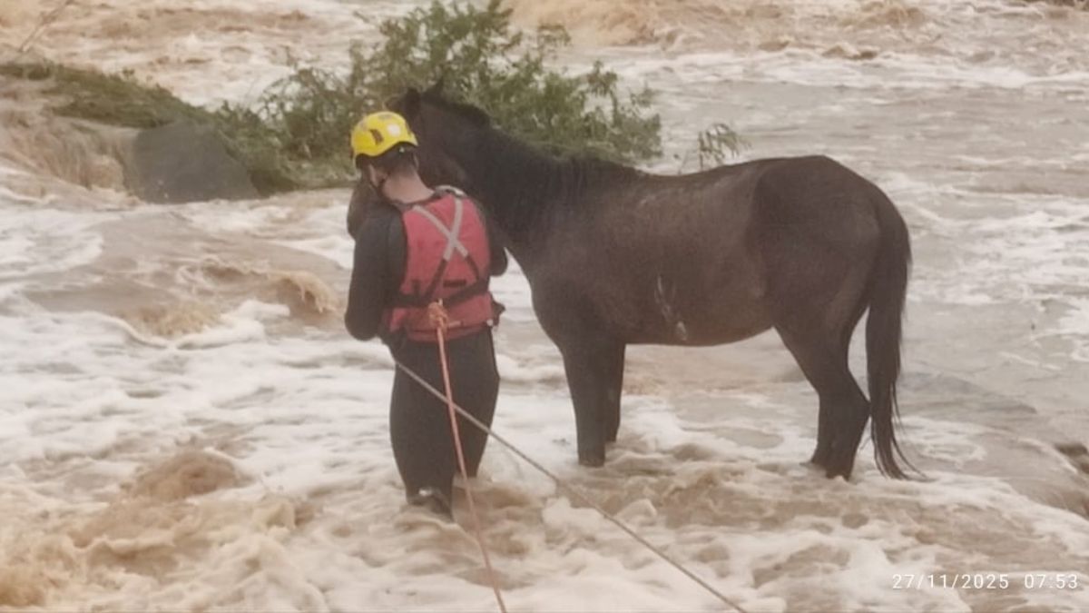 Cavalo com patas amarradas é resgatado de dentro de rio em MG
