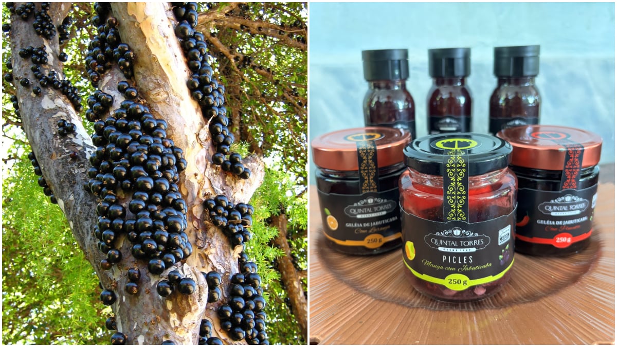 Jabuticaba, o ‘ouro negro’ de Sabará: como tudo aconteceu