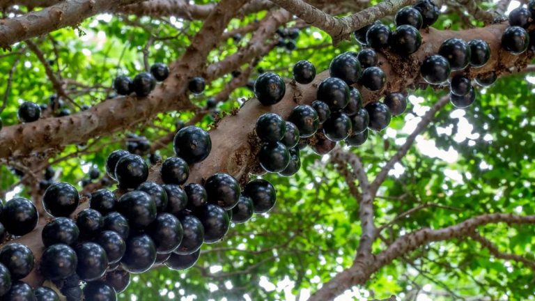 Contagem realiza 1º Festival da Jabuticaba neste fim de semana