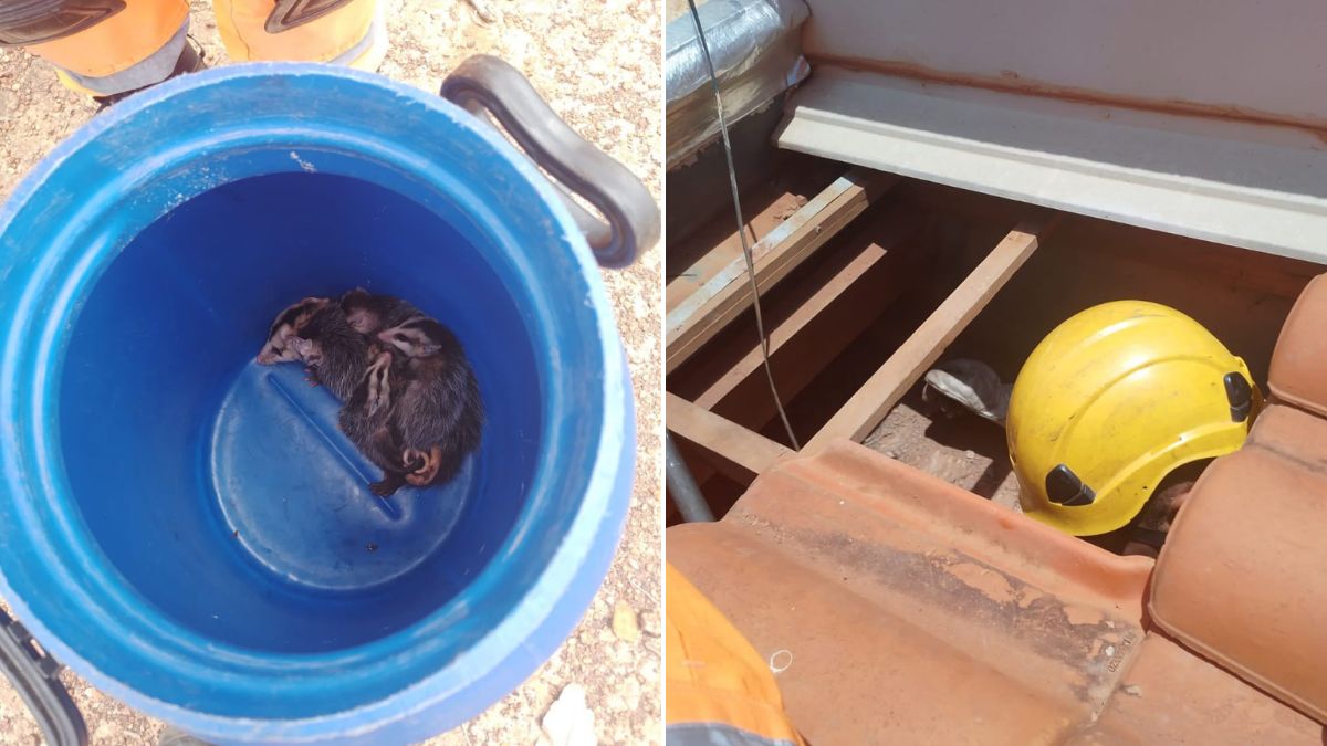 Mamãe e filhote de saruês são resgatados de telhado em Minas