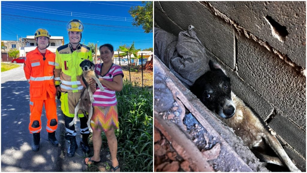 Cãozinho preso entre muros é resgatado na Grande BH