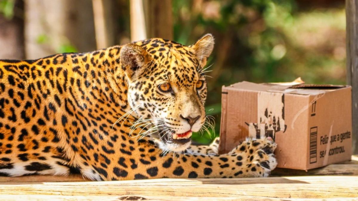Onça-pintada Maya, do Zoológico de BH, se recupera de cirurgia