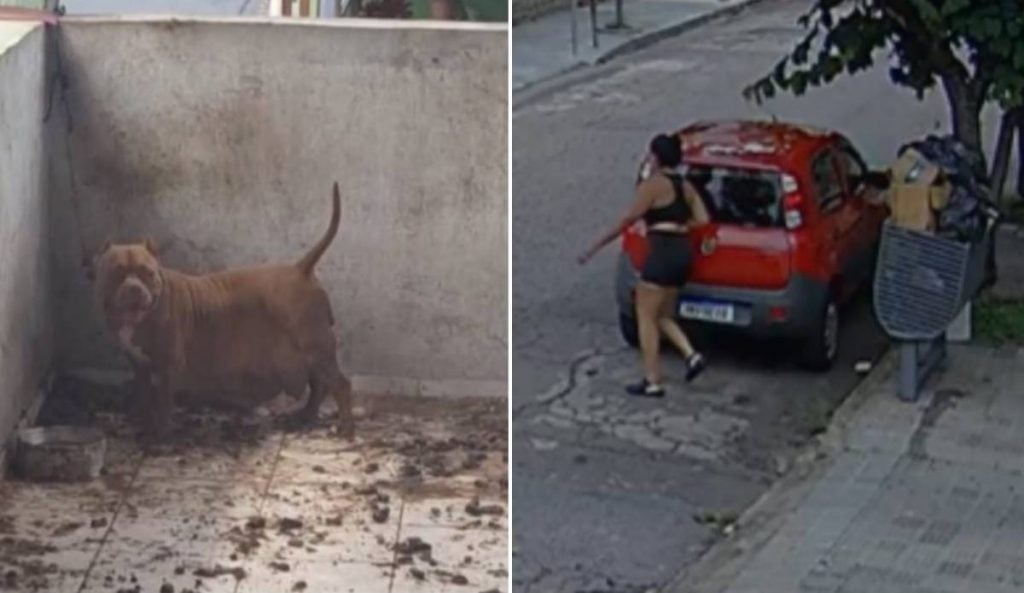 Registros de maus-tratos a animais em MG aumentam quase 50% em 2025