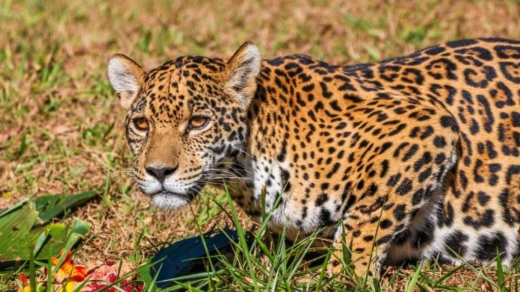 Onça Maya se recupera e pode ser visitada no Zoológico de BH