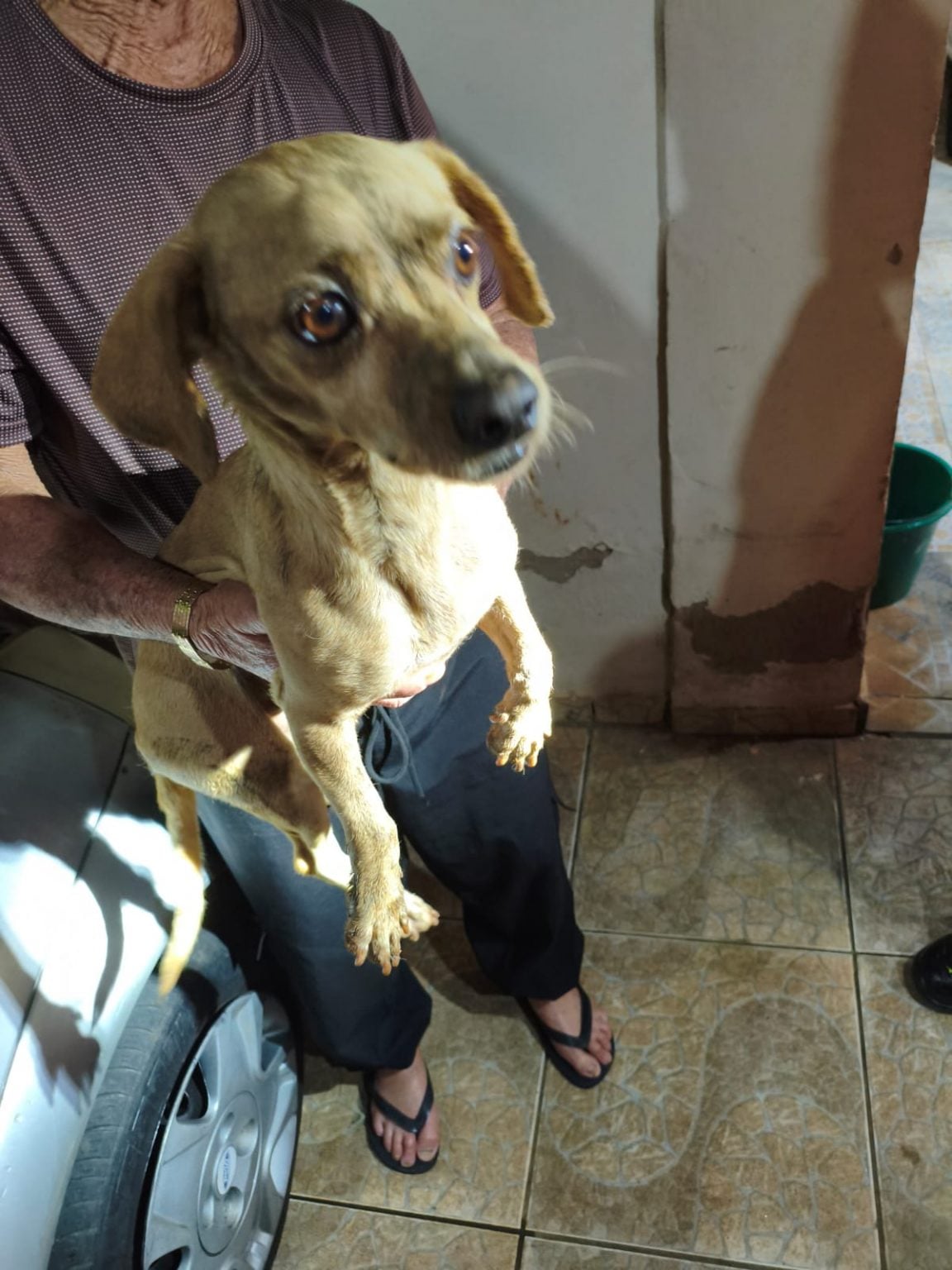 MG: Cachorro caramelo é salvo após ficar preso em motor de carro