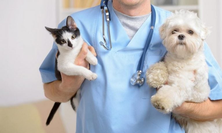 BH e Contagem fazem mutirões de castração de cães e gatos