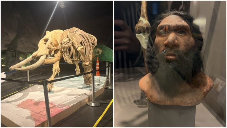 Exposição sobre a evolução humana chega ao museu da PUC Minas